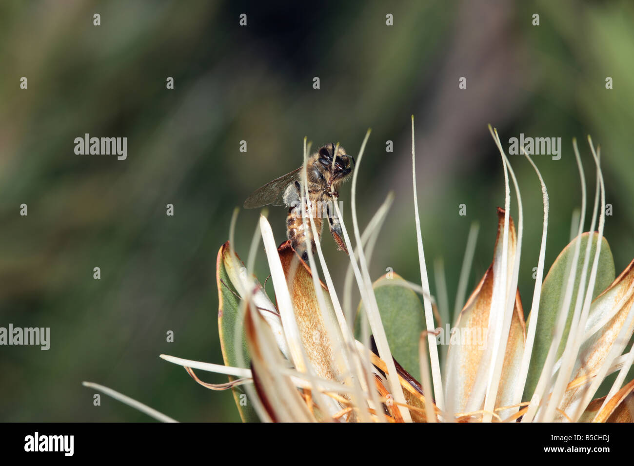 Honey Bee stripping pollen from a Protea flower spike- Apis mellifera ...