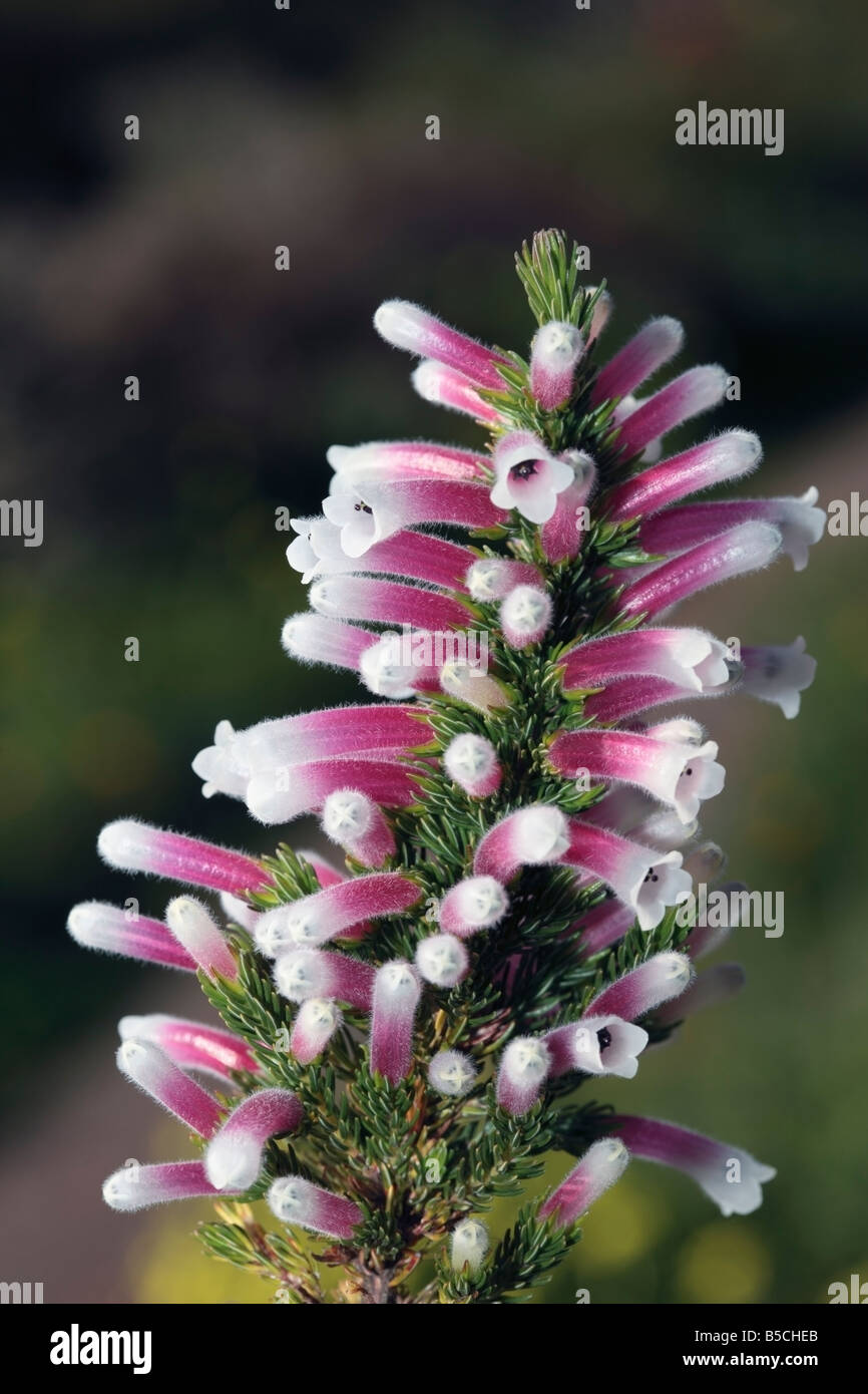 Vari-coloured Heath-Erica longifolia-Family Ericaceae Stock Photo - Alamy