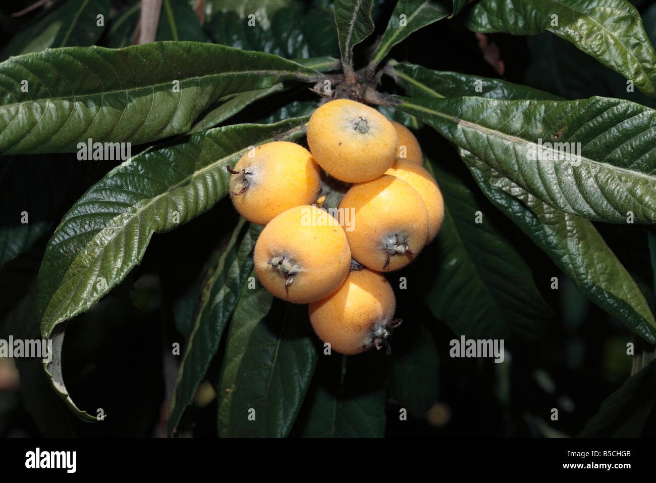 Loquat fruit hi-res stock photography and images - Alamy