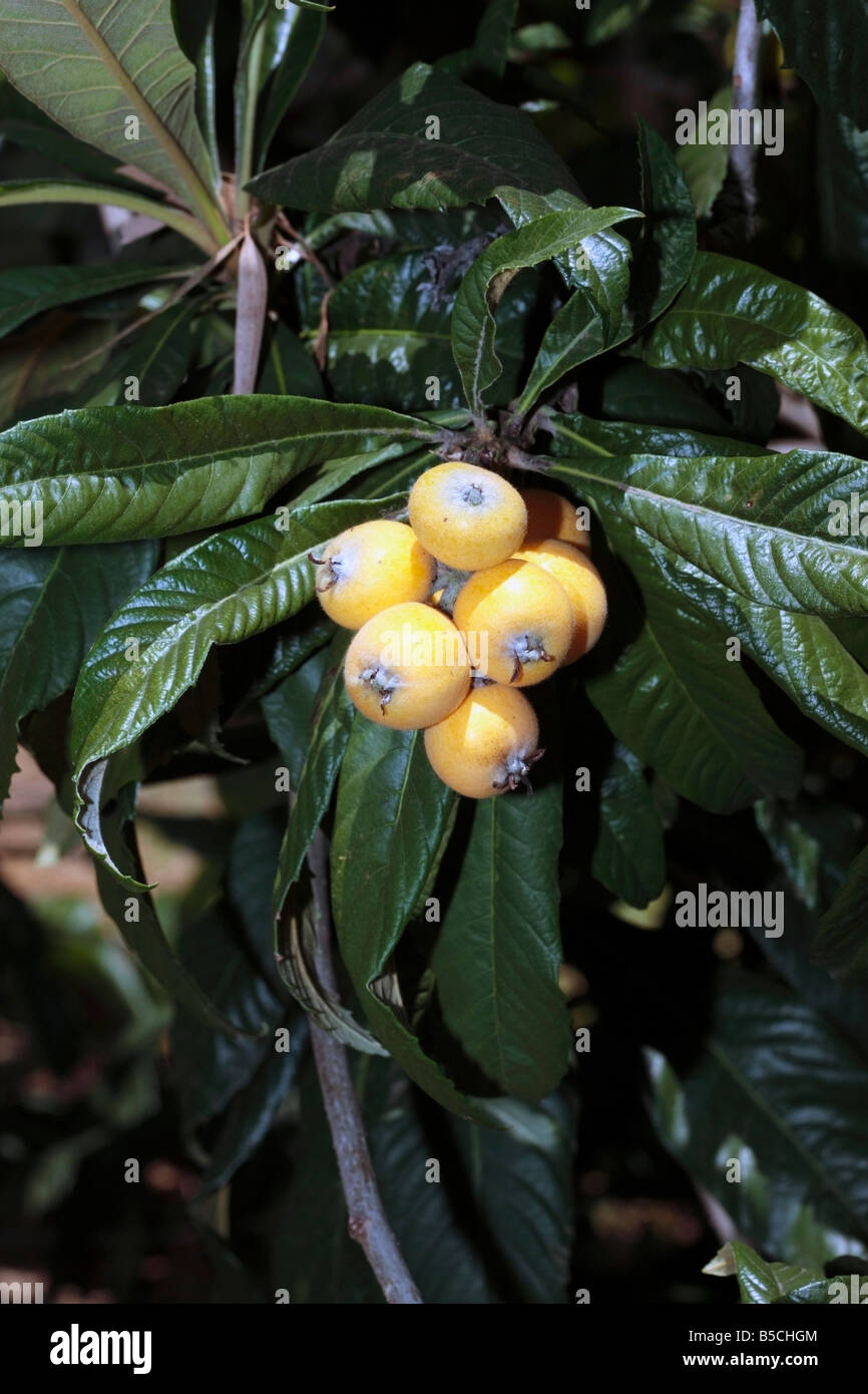 Chinese Plum Fruit