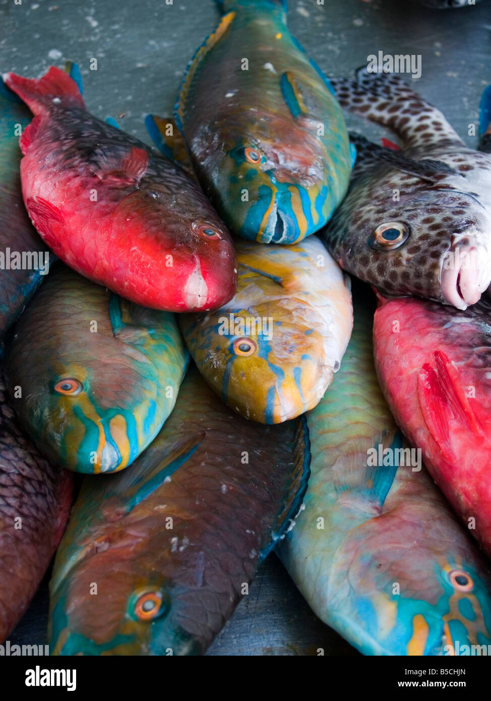 parrotr fish for sale at Rawai Beach in Phuket Thailand Stock Photo - Alamy