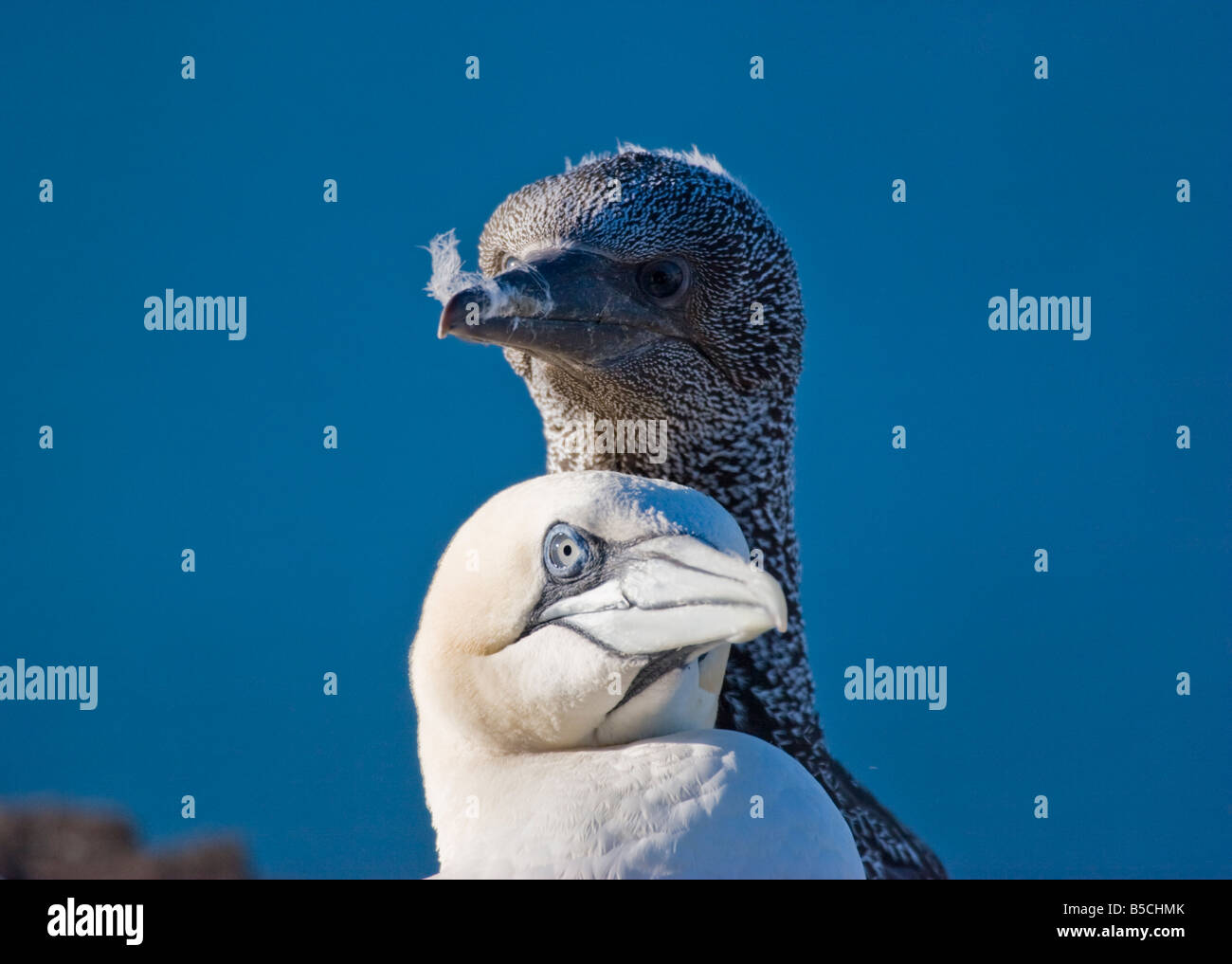 A Gannet Sula bassanus adult and chick in a colony on the Bass Rock off ...