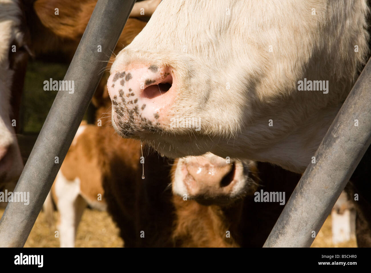 A cow dribbling saliva from its mouth Stock Photo - Alamy