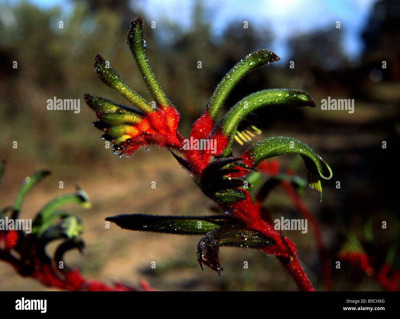 Red and Green Kangaroo Paw or Mangles Kangaroo Paw (Anigozanthos ...