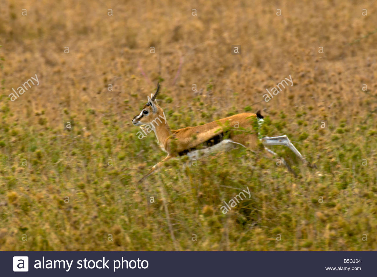 Gazelle Jumping High Resolution Stock Photography and Images - Alamy