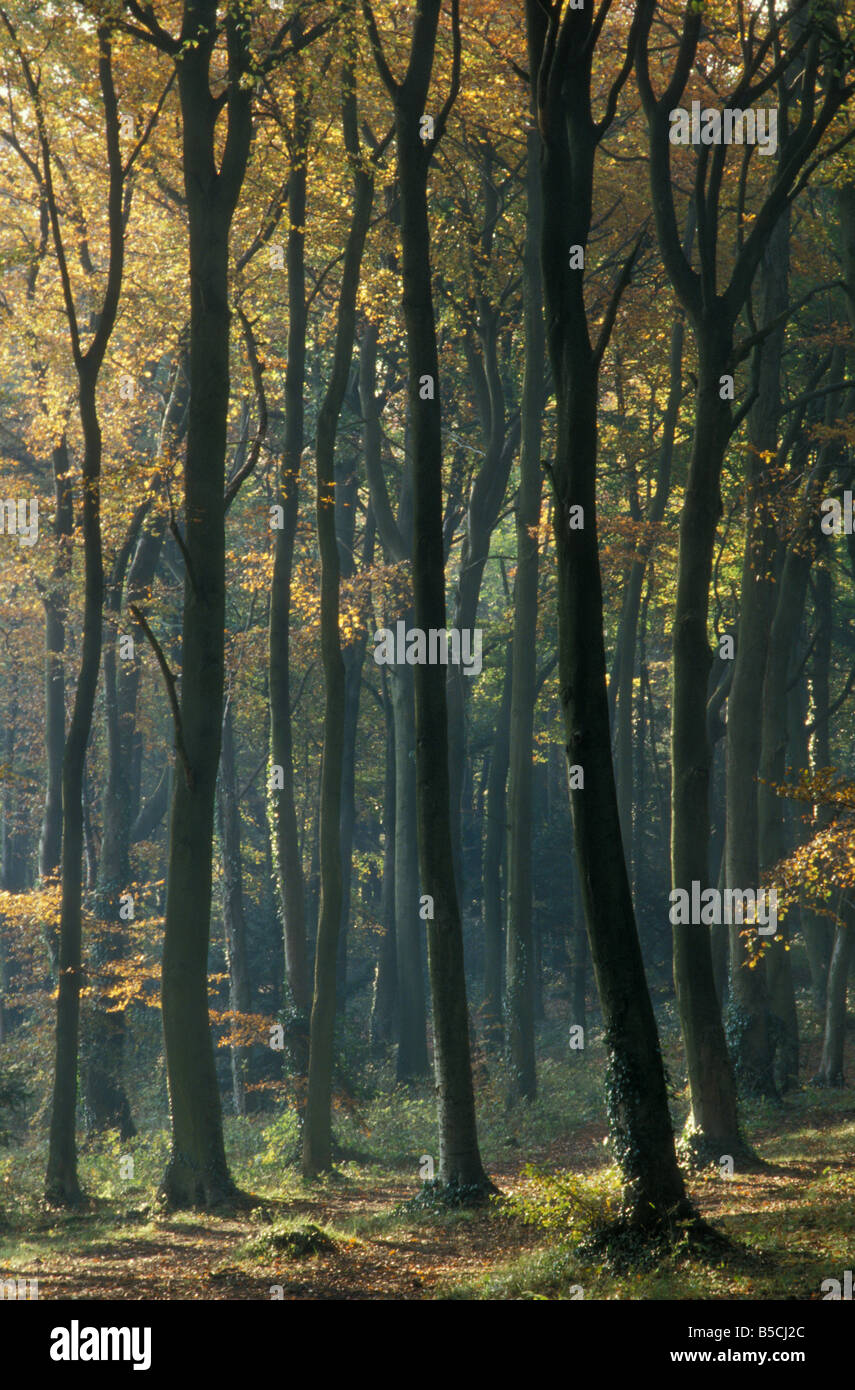 Standish Woods near Stroud, Glos, UK Stock Photo - Alamy