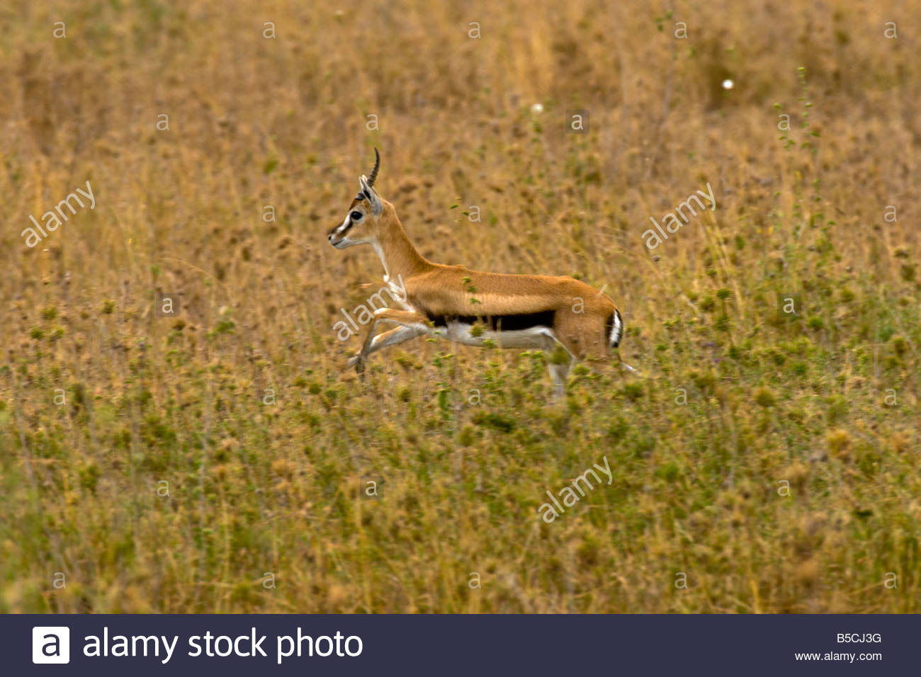 Gazelle Jumping High Resolution Stock Photography and Images - Alamy