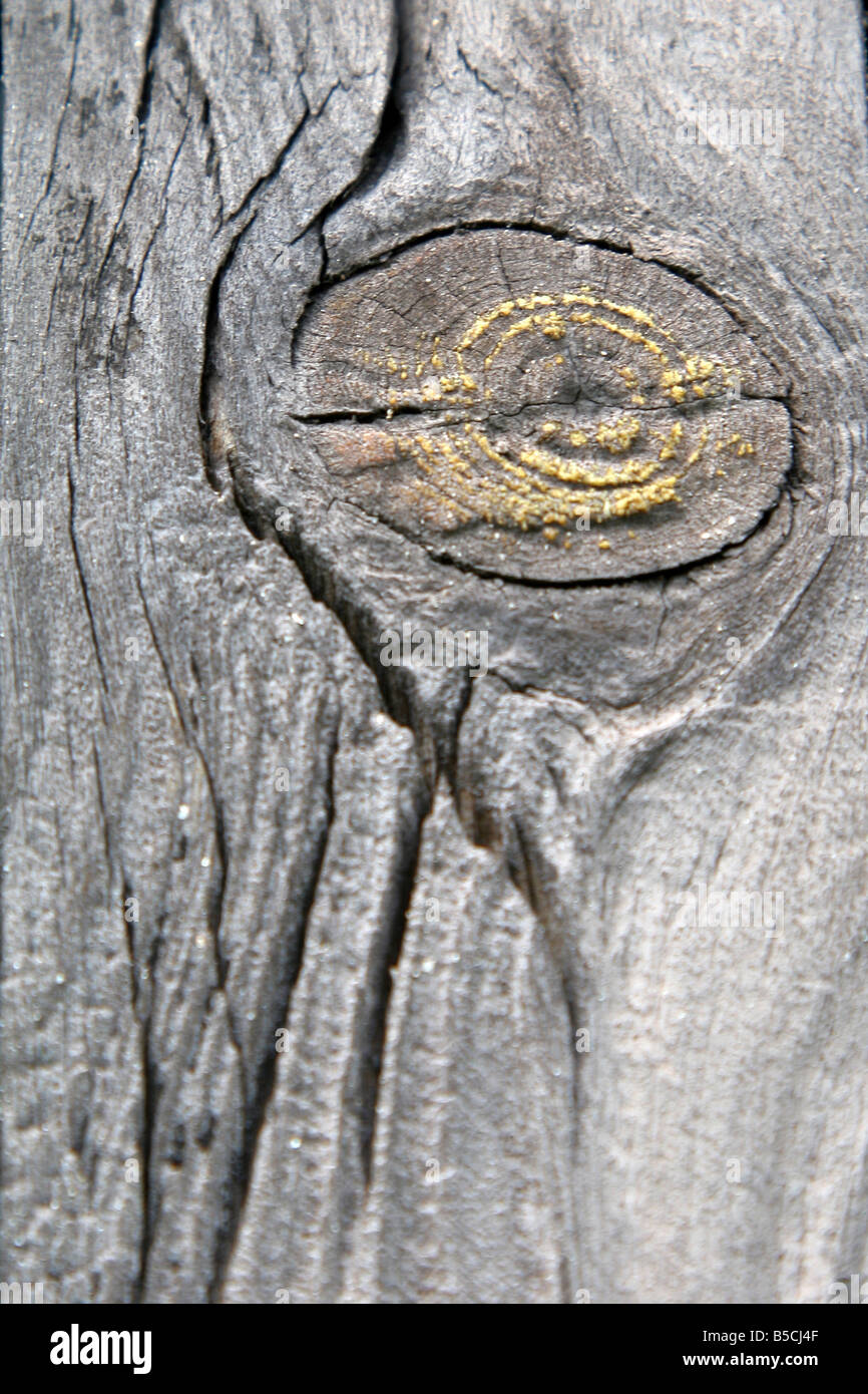 knothole on a wood plank Stock Photo - Alamy