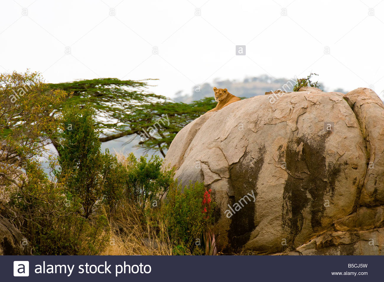 Kopje Rock Stock Photos & Kopje Rock Stock Images - Alamy