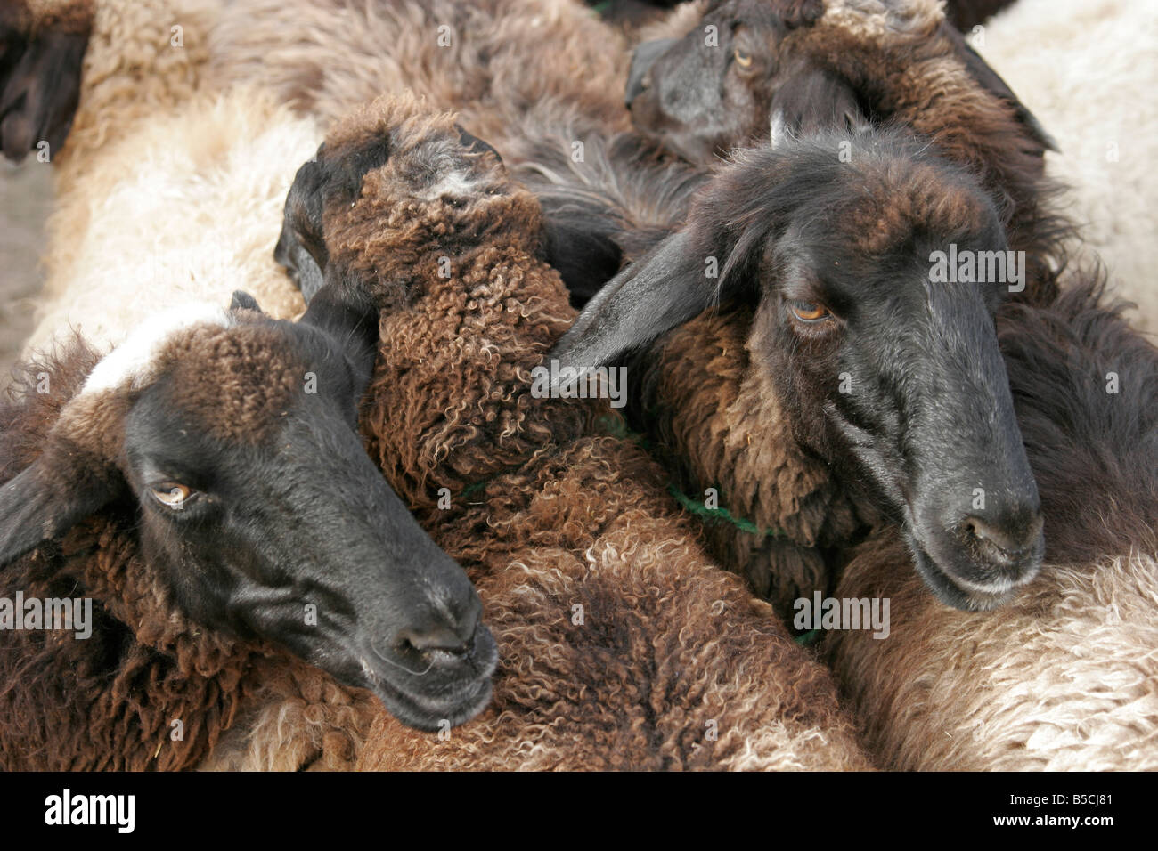Sunday animal market in Karakol, Kyrgyzstan, Central Asia Stock Photo ...