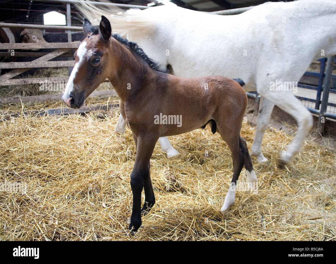 Lipizzaner horse hi-res stock photography and images - Alamy