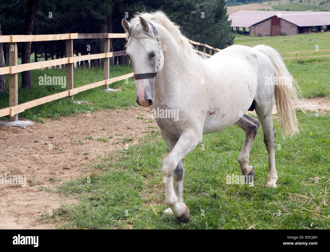 Lipizzaner horse hi-res stock photography and images - Alamy