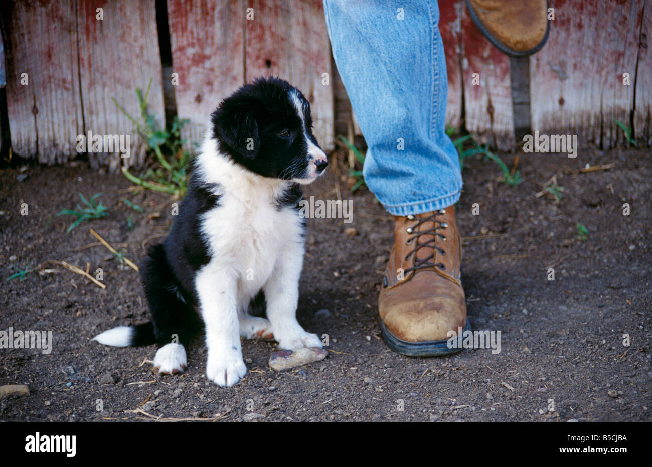 border collie puppy at rancher's boot, Wyoming, USA 1999 Stock Photo ...