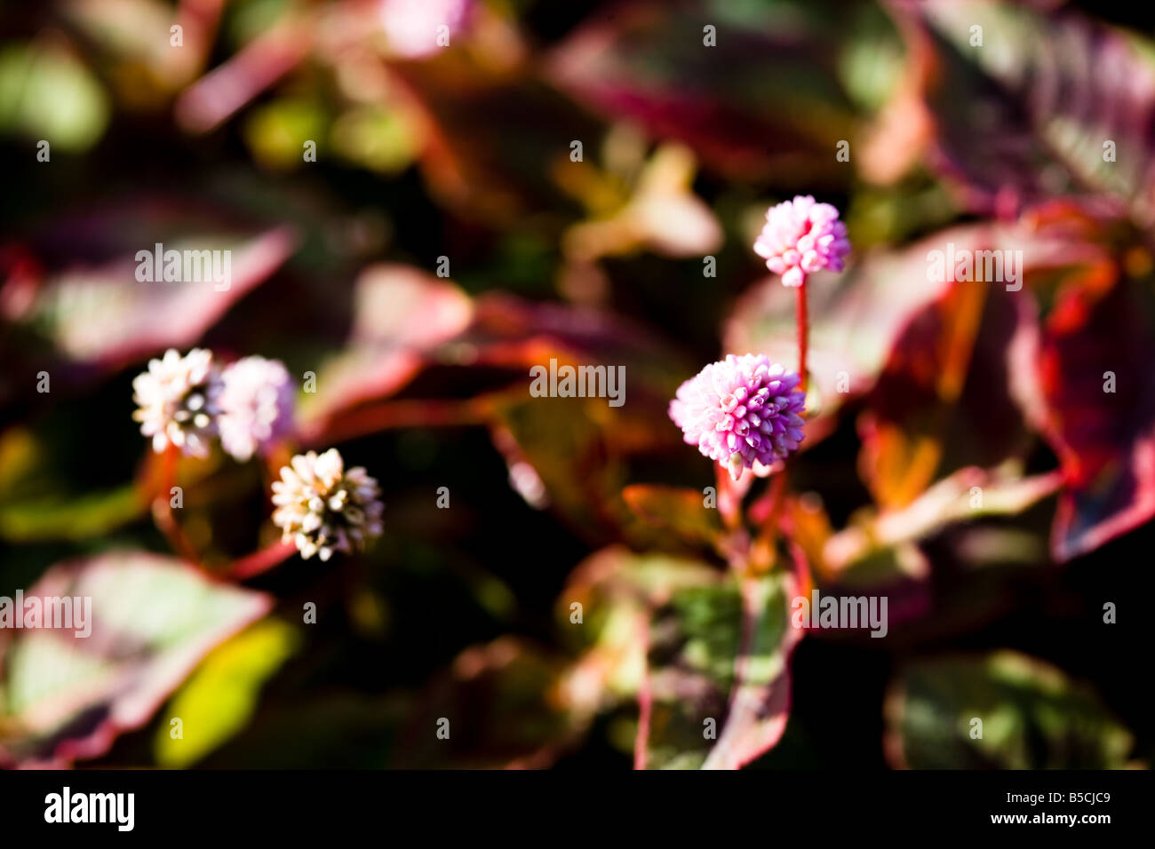 Pink knotweed hi-res stock photography and images - Alamy