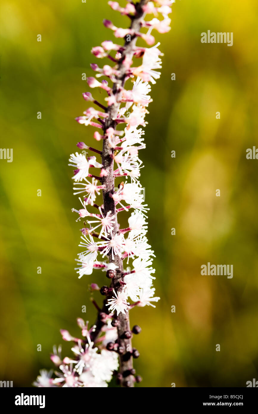 Actaea (Cimicifuga simplex Stock Photo - Alamy