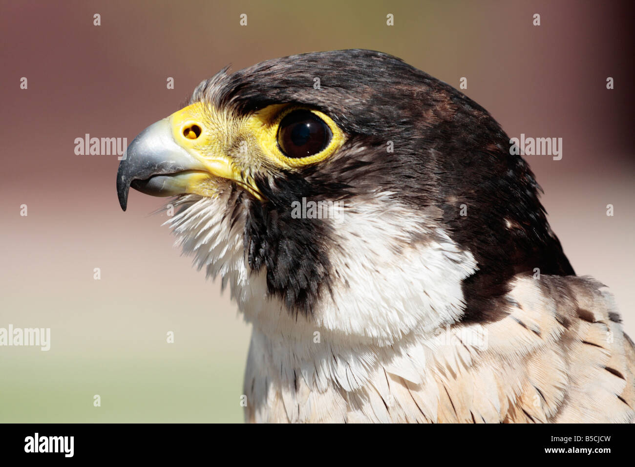 Peregrine Falcon Falco peregrinus Stock Photo - Alamy