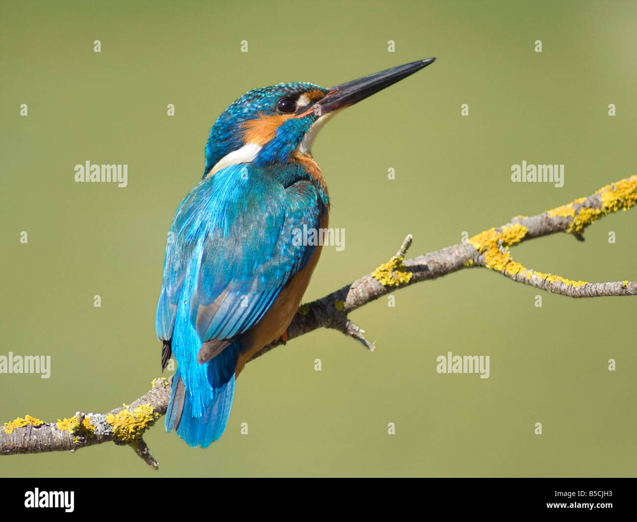 Kingfisher , Alcedo atthis , male Stock Photo - Alamy
