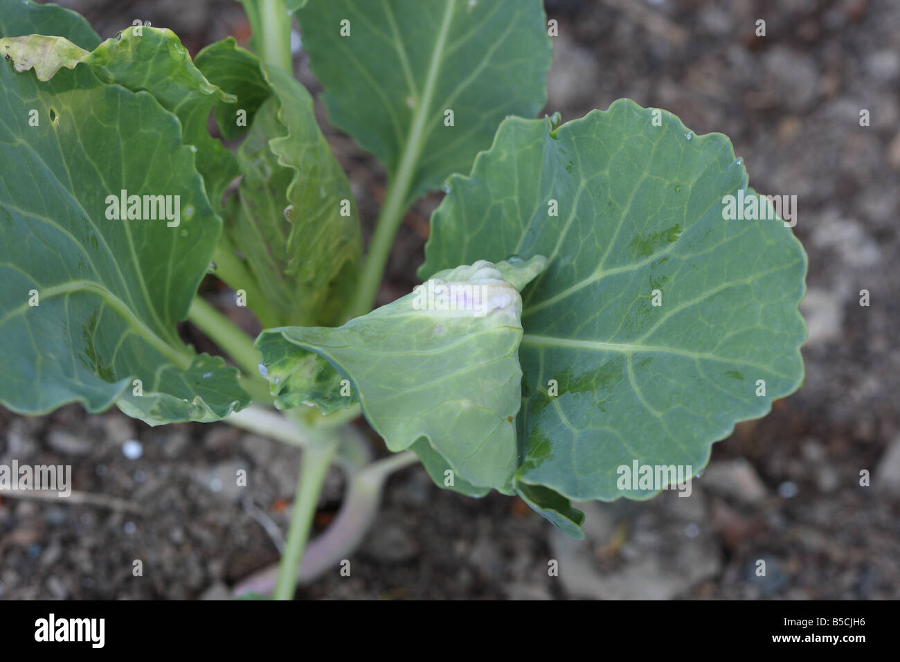 CABBAGE APHID Brevicoryne brassicae SHOWING EXTERNAL SYMPTOMS OF ATTACK ...