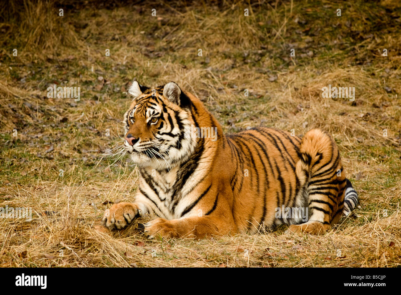 Manchurian tiger hi-res stock photography and images - Alamy