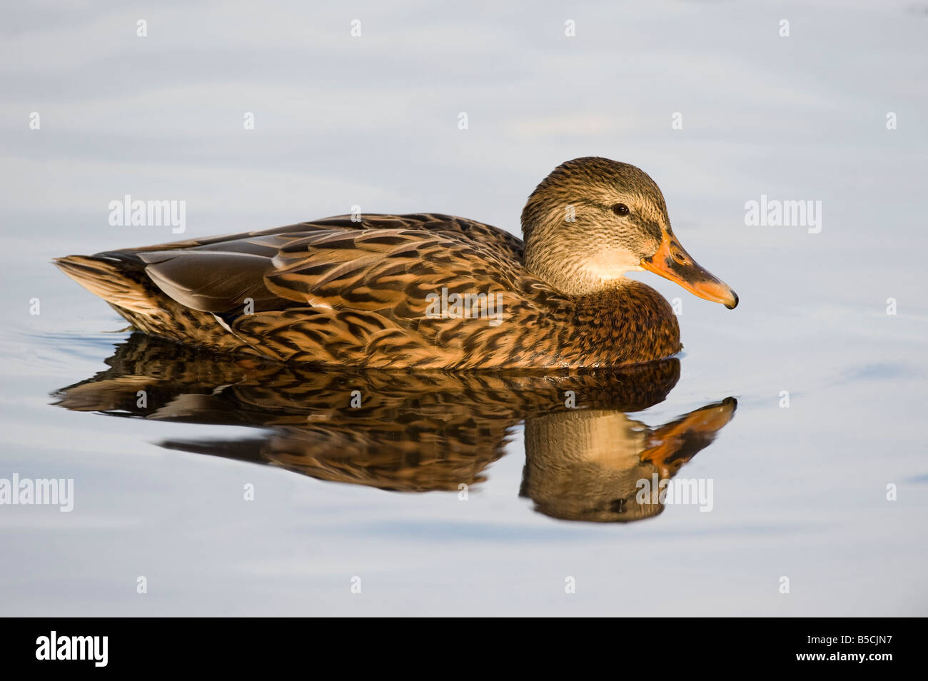 Mallard hen floating on still water Stock Photo - Alamy
