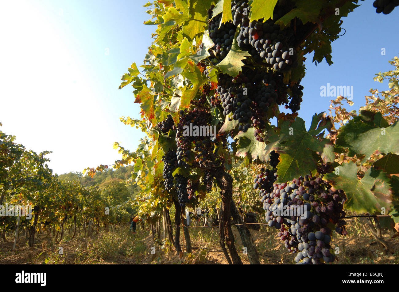 Sangiovese grapes chianti hi-res stock photography and images - Alamy