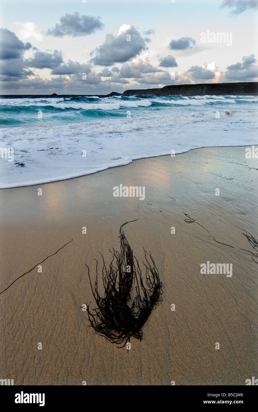 Seaweed on sand hi-res stock photography and images - Alamy