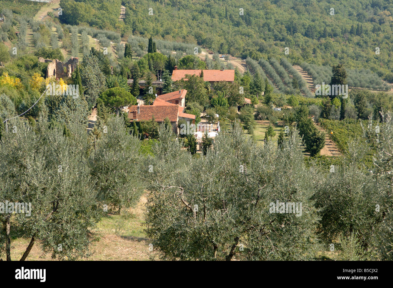 Tuscan villa and farm with vineyard and olive groves - Chianti region ...