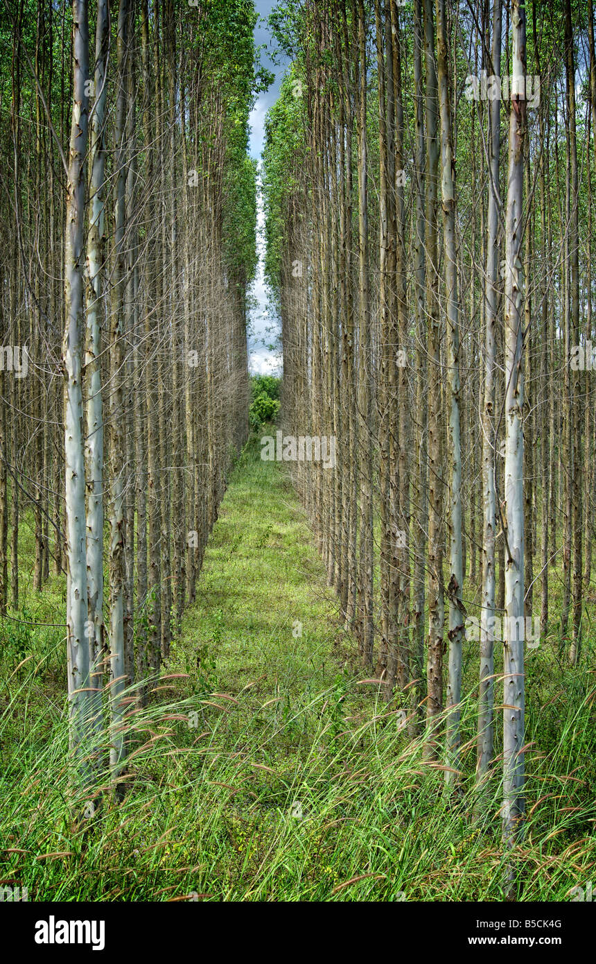 Parallel Lines On A Tree