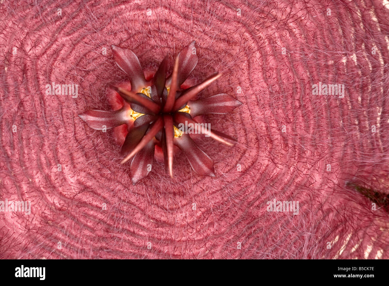 Asclepiadaceae High Resolution Stock Photography and Images - Alamy