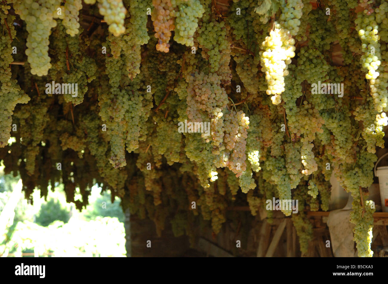 Grape drying mats hi-res stock photography and images - Alamy