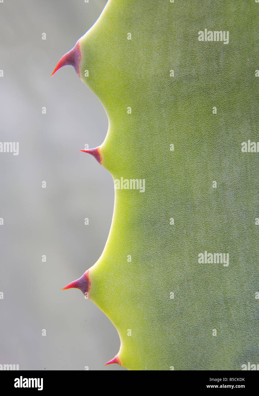 Agave thorns hi-res stock photography and images - Alamy