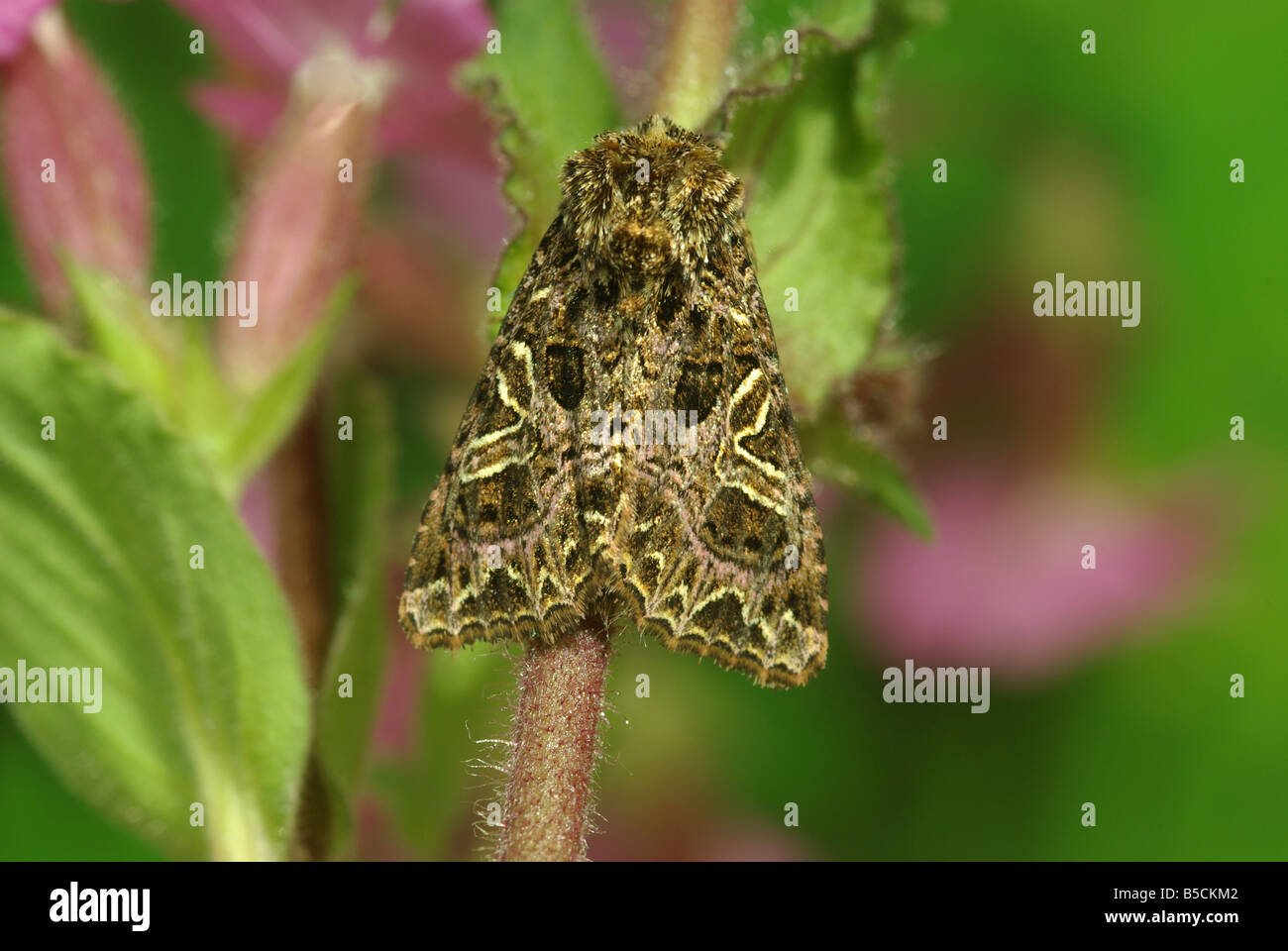 British moth hi-res stock photography and images - Alamy