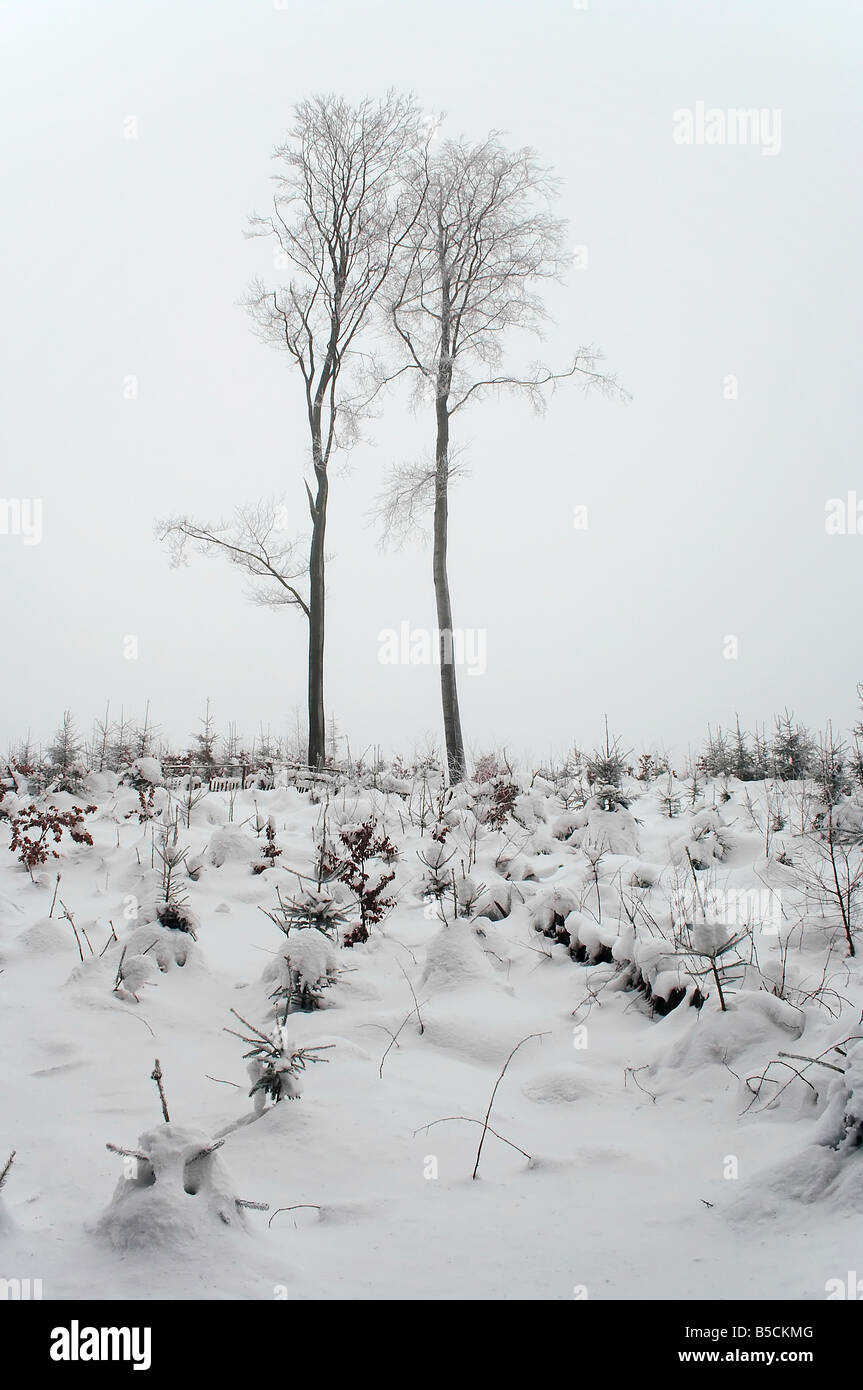 Shot of the two big trees in winter Stock Photo - Alamy