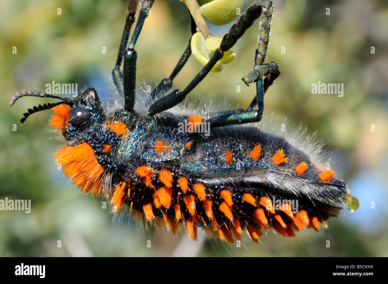 Jewel Beetle, Julodes sp. on Lycium Stock Photo - Alamy