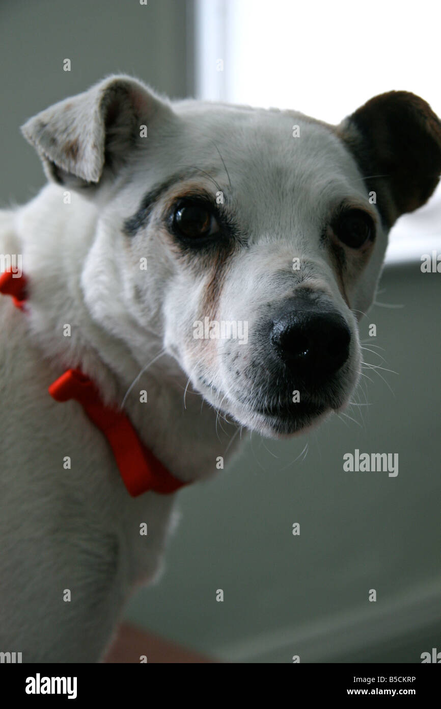 A little Jack Russell Stock Photo - Alamy