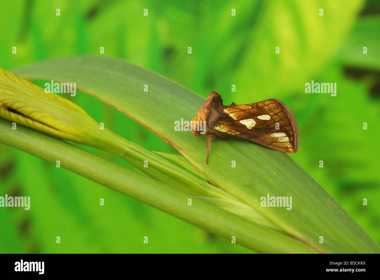Gold spot moth (Plusia festucae Stock Photo - Alamy