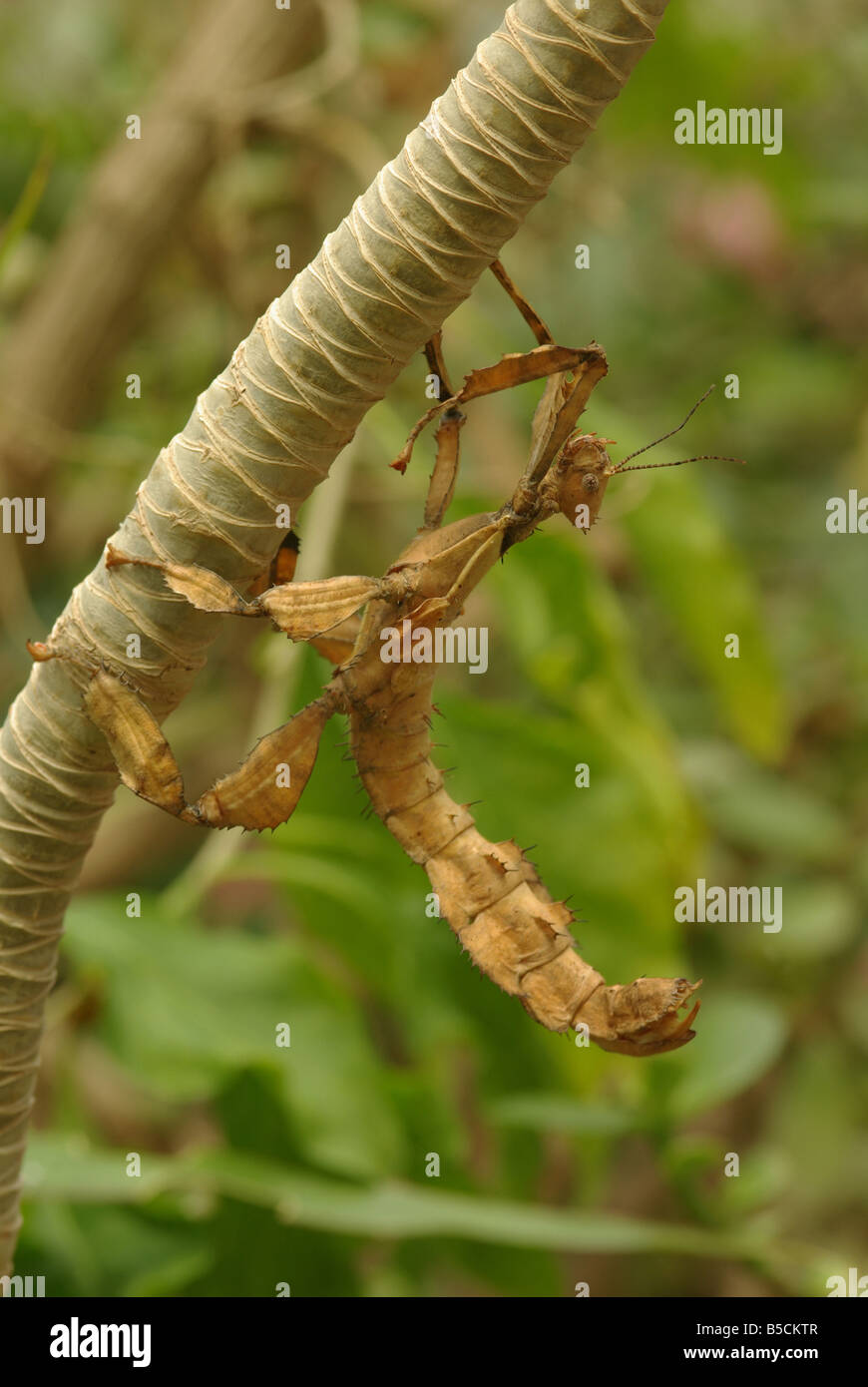 Australian spiny stick insect (Extatosoma tiarium Stock Photo - Alamy