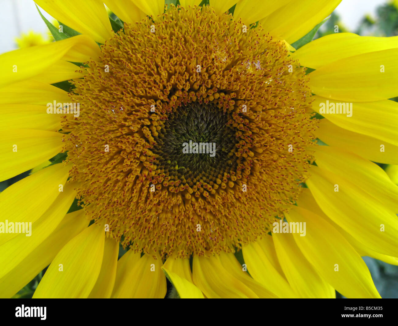Bright sunflower face Stock Photo - Alamy