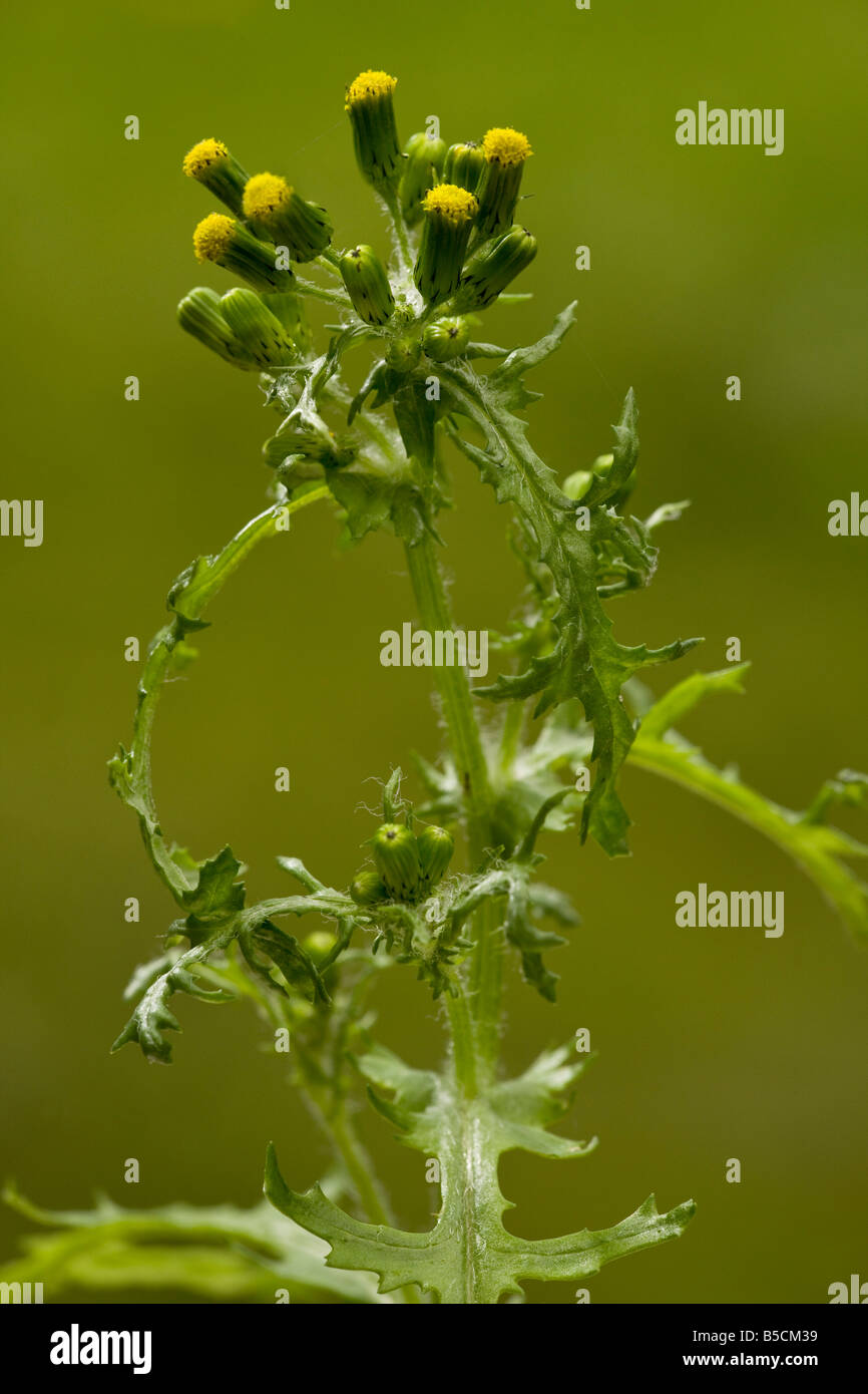 Groundsel Senecio vulgaris in flower common annual weed Stock Photo - Alamy