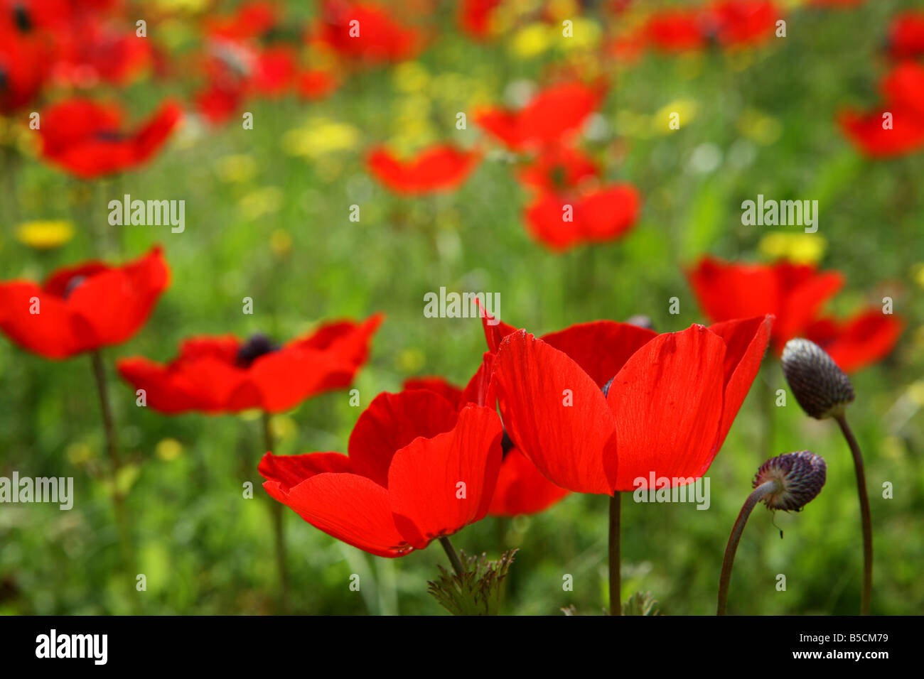 Kalanit hi-res stock photography and images - Alamy