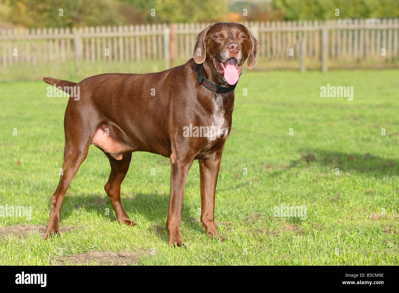 German Shorthaired Pointer male 9 years old Stock Photo - Alamy