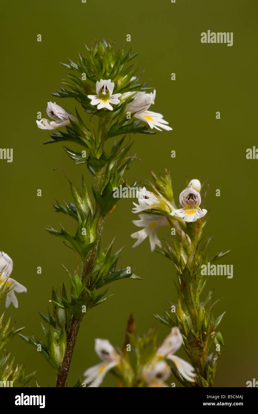 Eyebright plant hi-res stock photography and images - Alamy