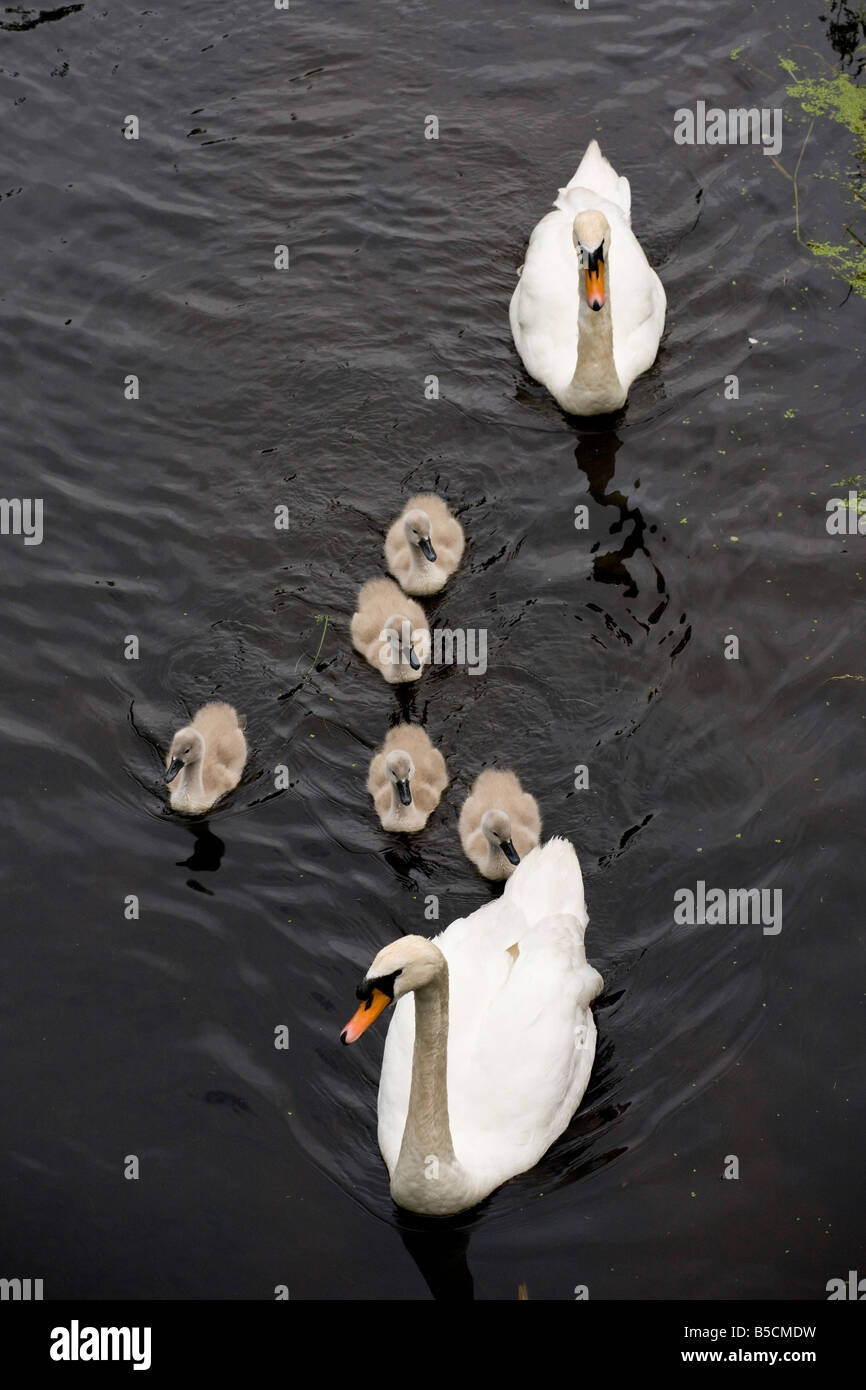 Mute Swan Cygnus olor adult and cygnets on the Lancaster Canal near Carnforth Lancs Stock Photo ...