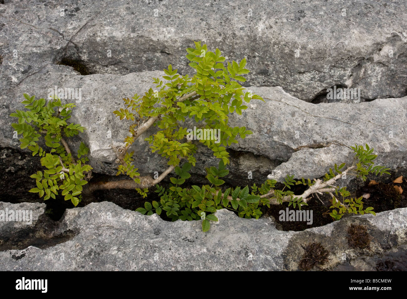 Very dwarf ash tree Fraxinus excelsior growing in a gryke crevice in ...