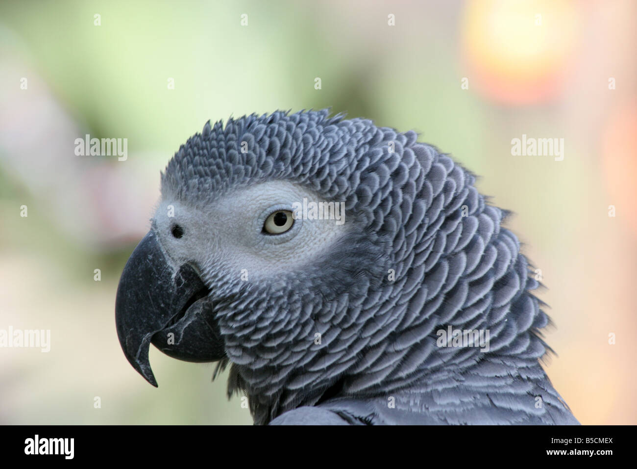 Parriot hi-res stock photography and images - Alamy