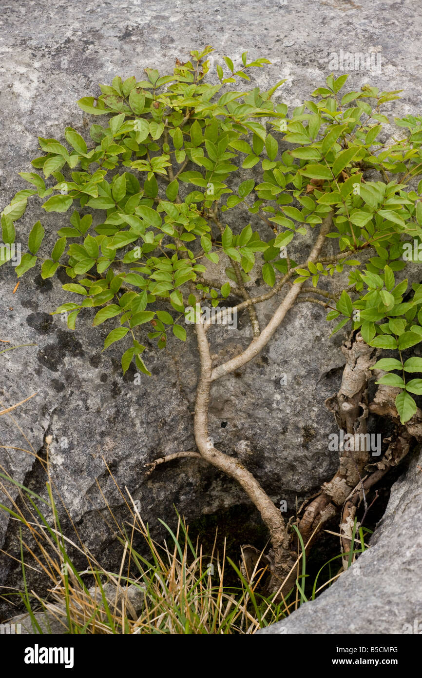 Dwarf ash tree fraxinus excelsior hi-res stock photography and images ...