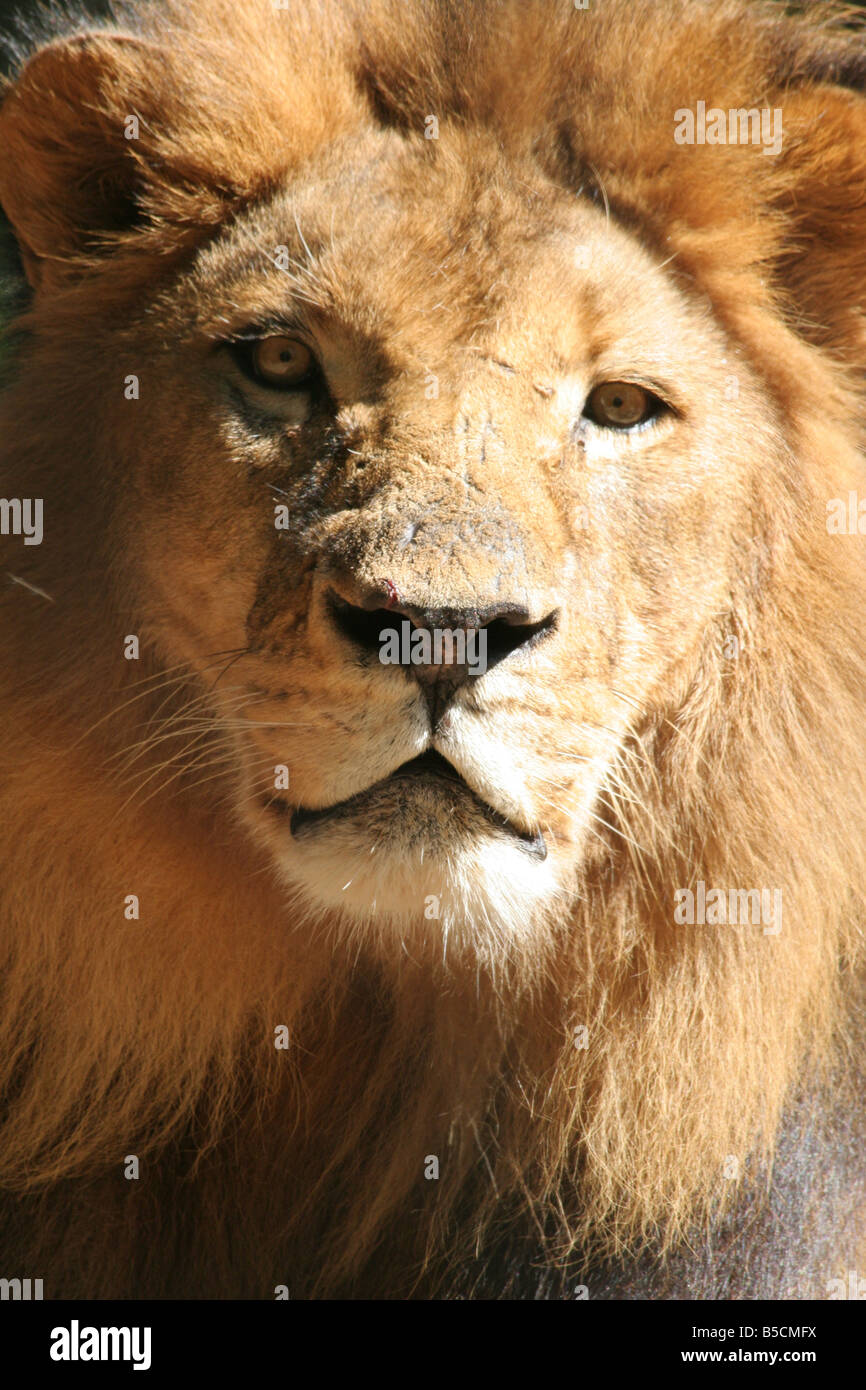Lion looking at the viewer with a serious expression Stock Photo - Alamy