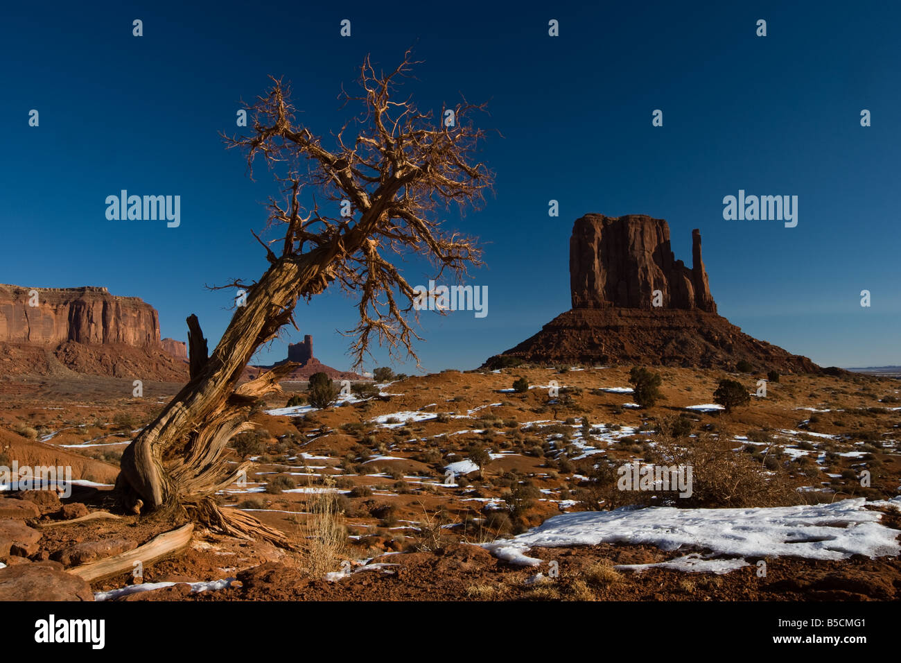 A seemingly dead tree in with a view on archetypical mesa's in a snowy ...