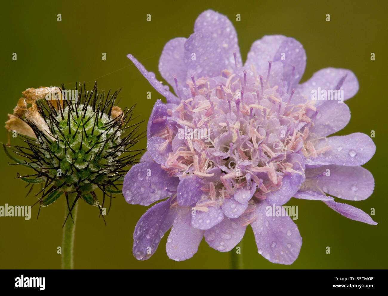 Small Scabious or Dove s foot scabious Scabiosa columbaria in flower ...