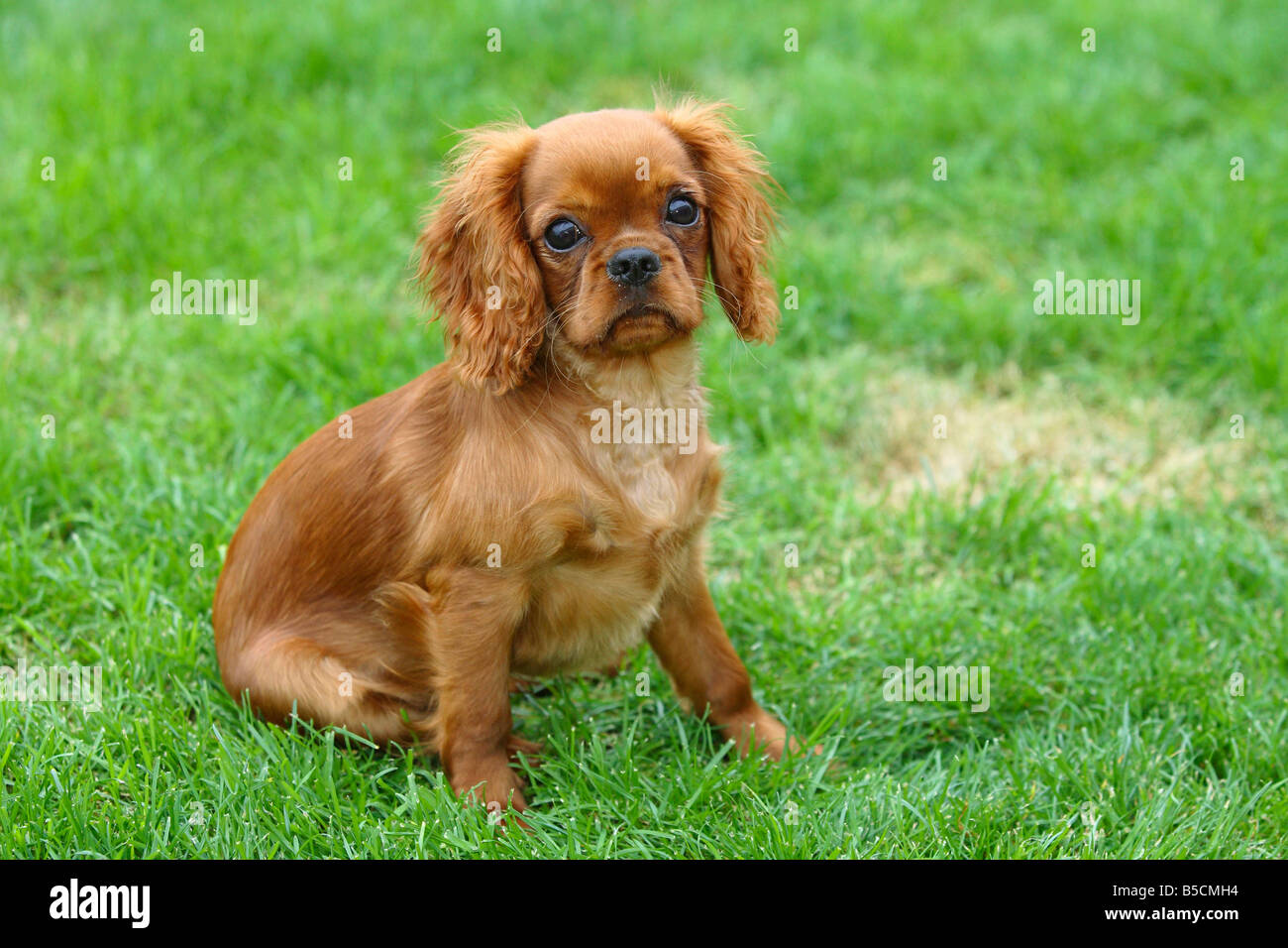 Cavalier King Charles Spaniel ruby puppy 4 month Stock Photo - Alamy